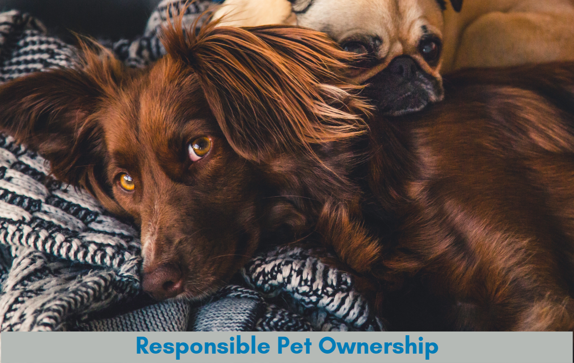 Responsible Pet Ownership - Veterinary Follow Up
