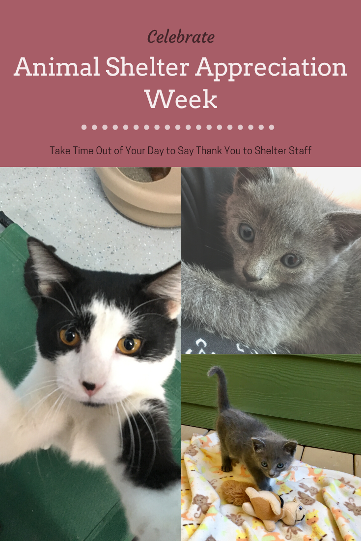 Animal Shelter Appreciation Week - Veterinary Follow Up